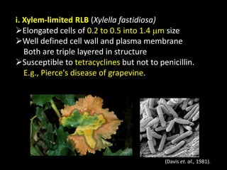 Lecture 3 Causes of Plant Diseases.pptx