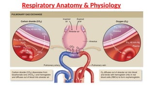 lecture 3 CCNg Respiratory Part One 2023-2024.ppt