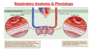 lecture 3 CCNg Respiratory Part One 2023-2024.ppt