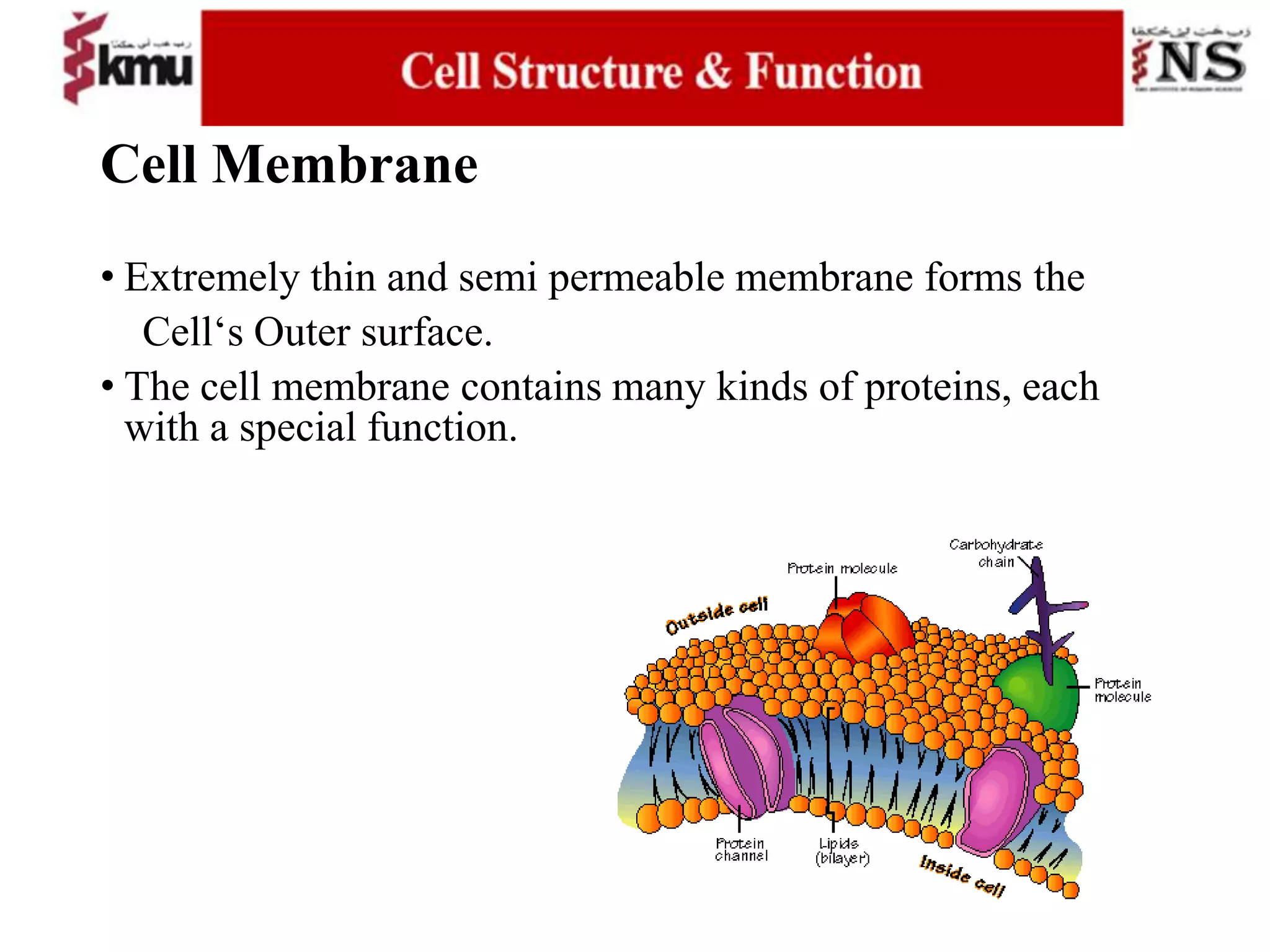 Lecture 3 Cellstructurefunctionppt