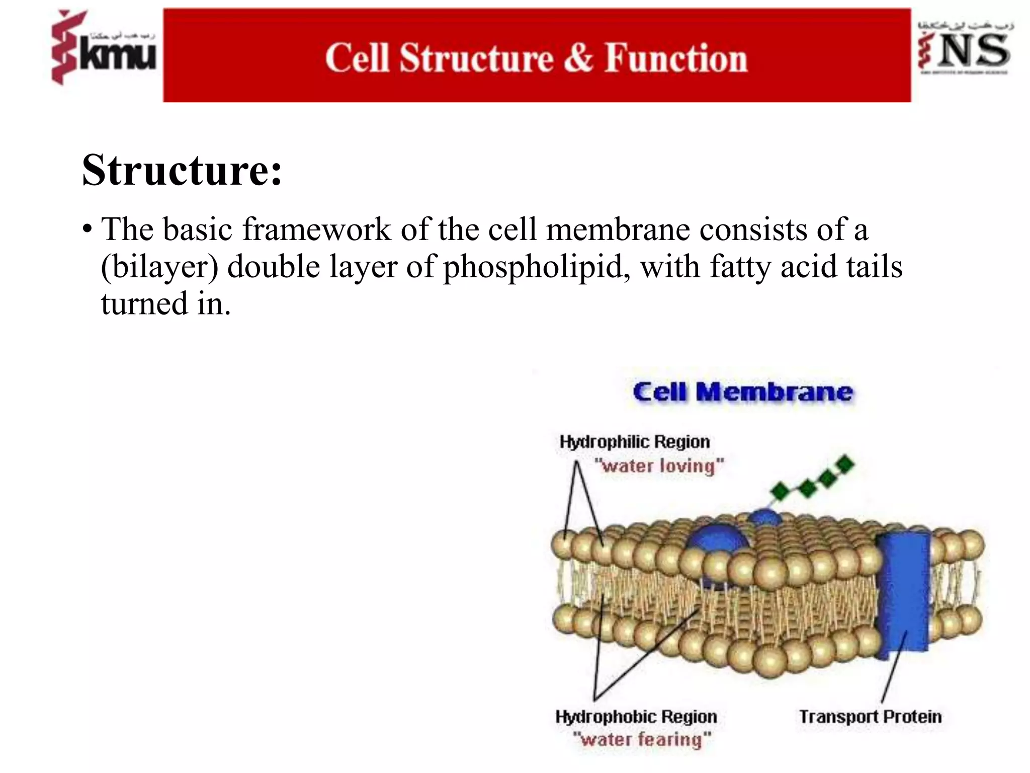 Lecture 3 Cellstructurefunctionppt