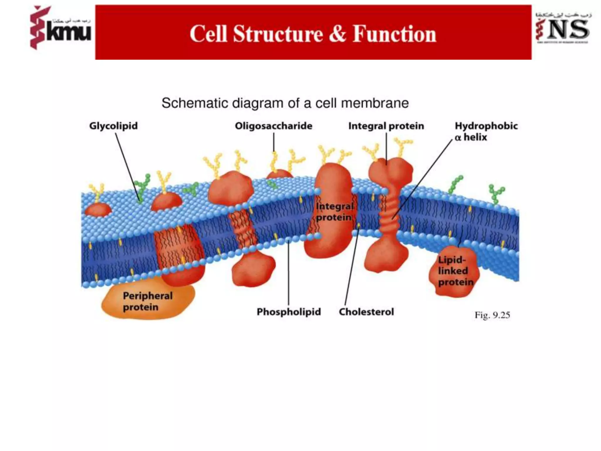 Lecture 3 Cell_structure_function.ppt