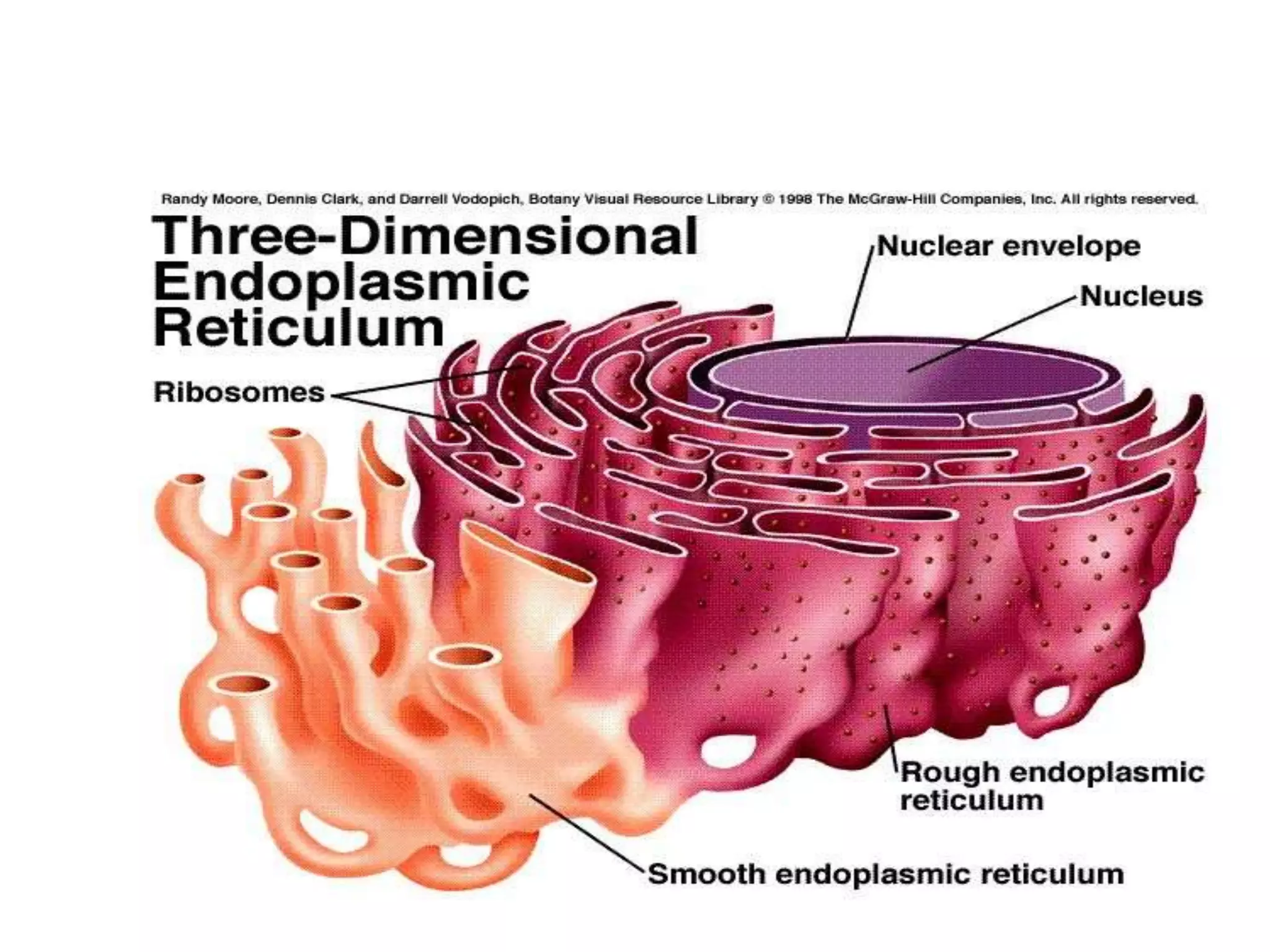 Lecture 3 Cell_structure_function.ppt