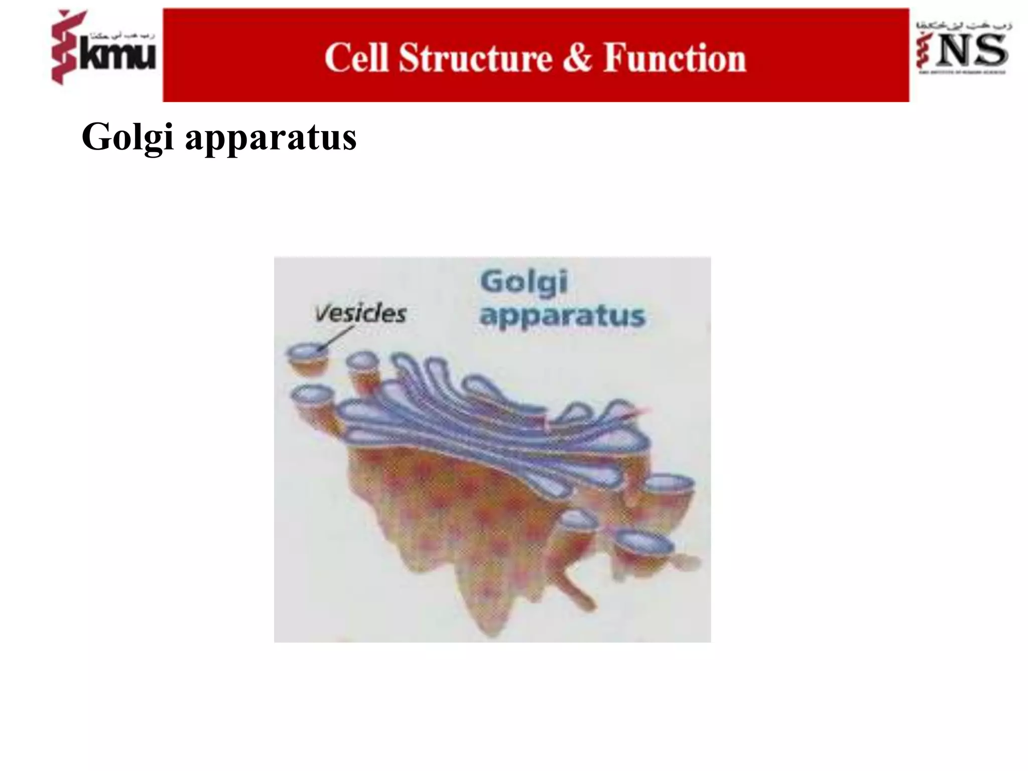 Lecture 3 Cell_structure_function.ppt