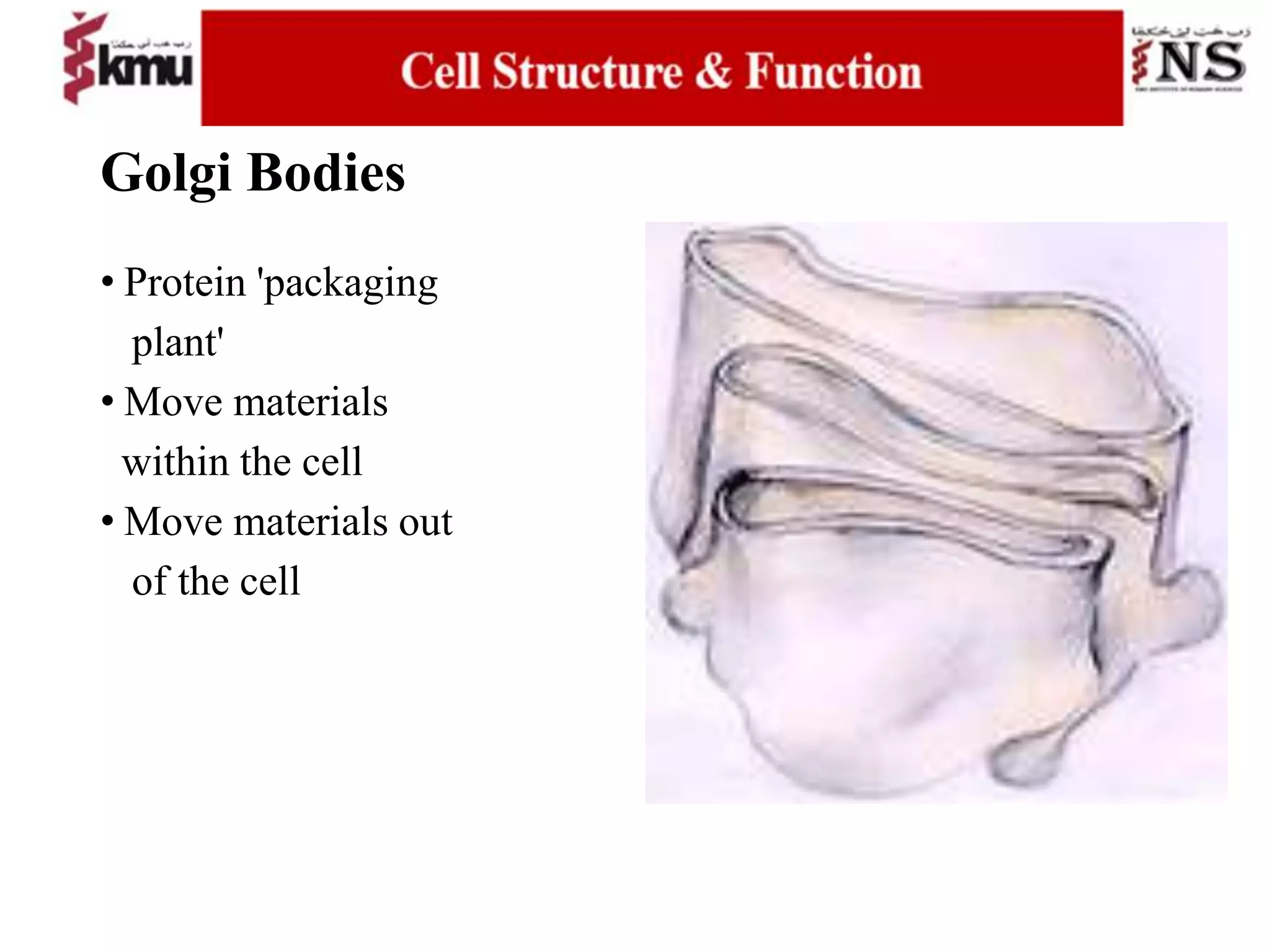 Lecture 3 Cell_structure_function.ppt