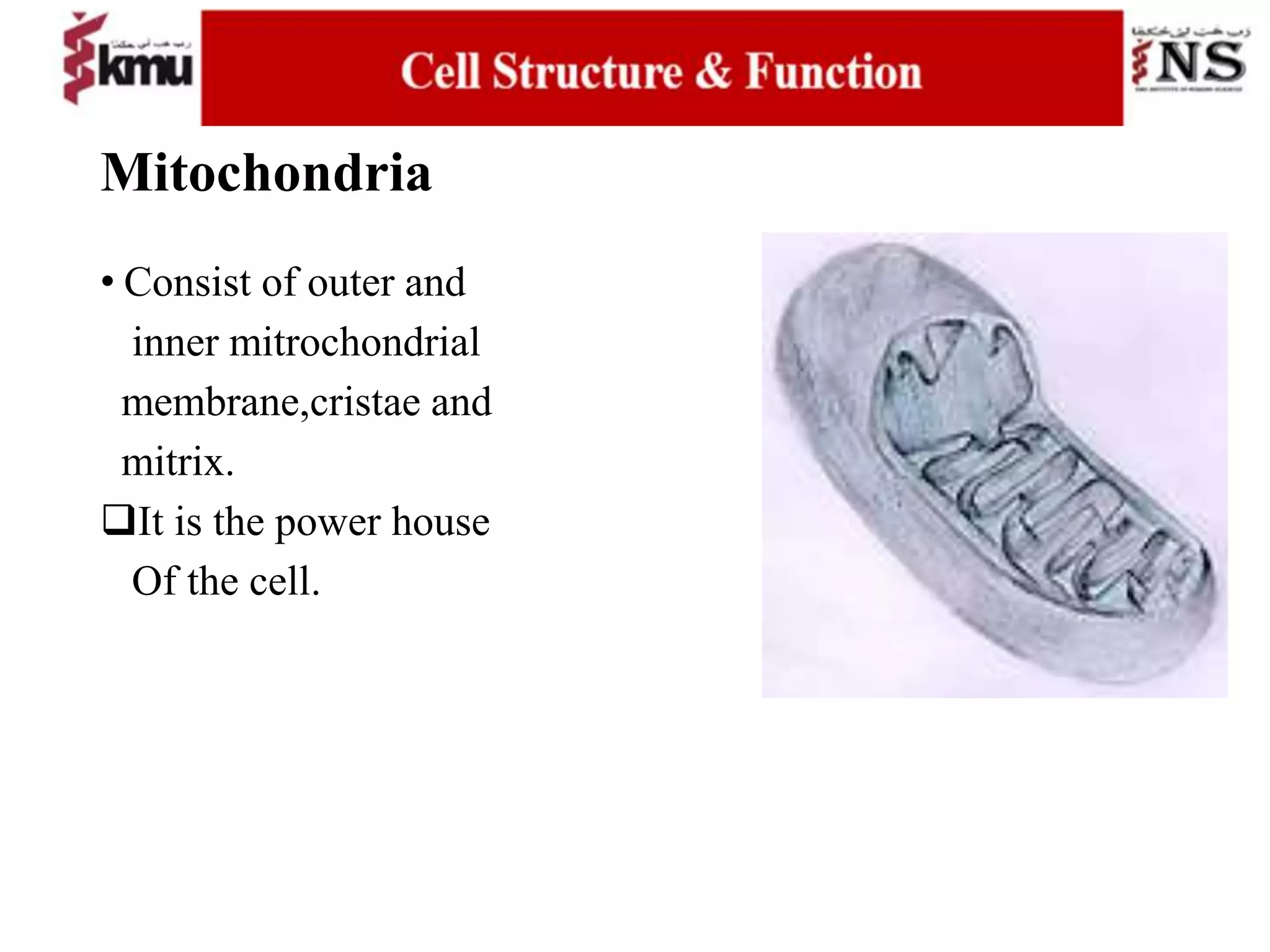 Lecture 3 Cell_structure_function.ppt