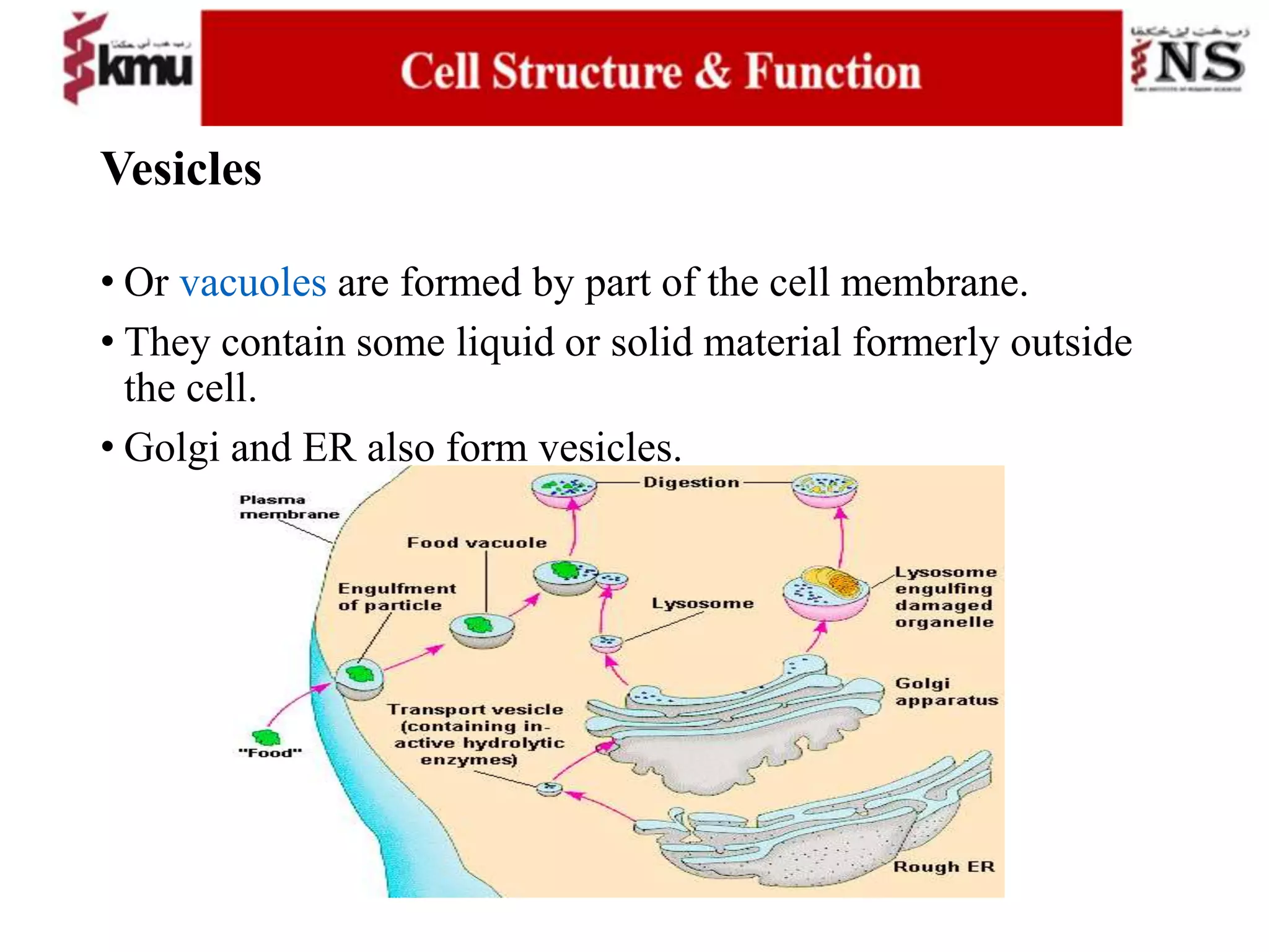 Lecture 3 Cellstructurefunctionppt