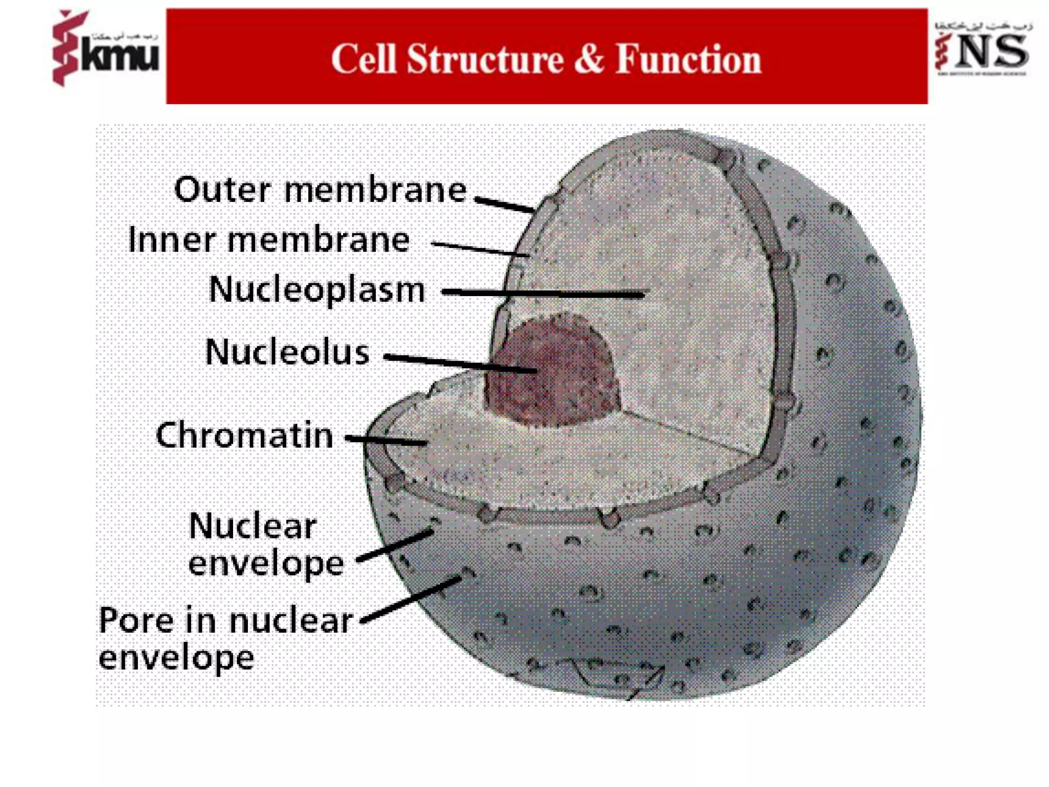 Lecture 3 Cell_structure_function.ppt