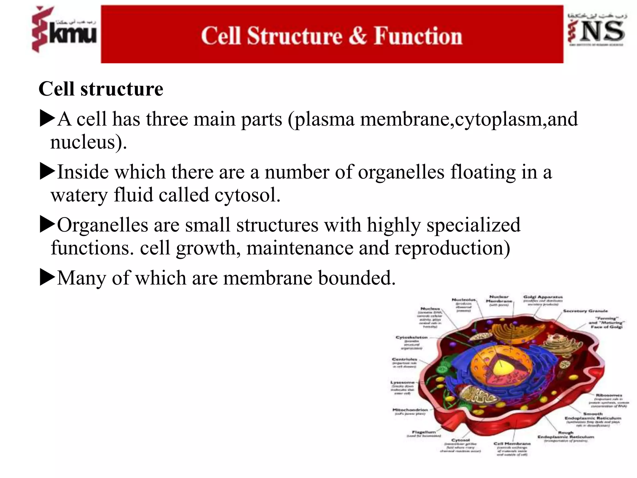 Lecture 3 Cellstructurefunctionppt