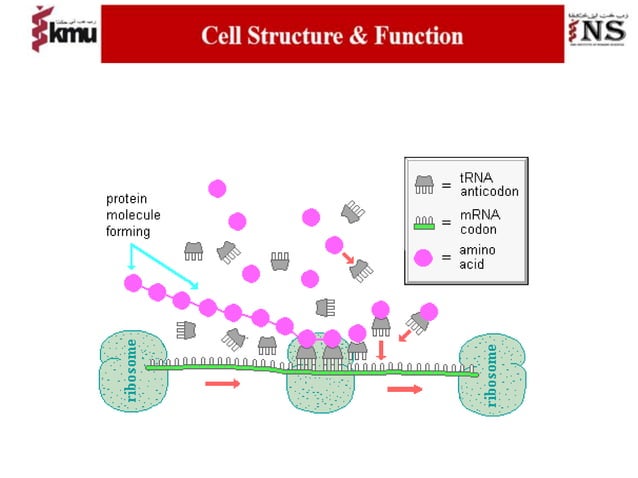 Lecture 3 Cell_structure_function.ppt
