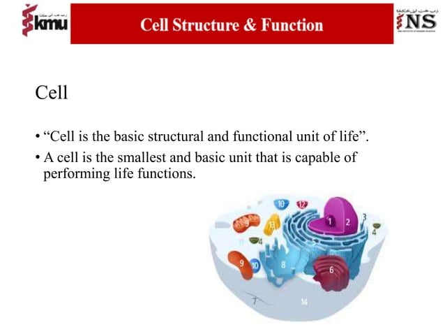 Lecture 3 Cell_structure_function.ppt