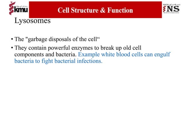 Lecture 3 Cell_structure_function.ppt