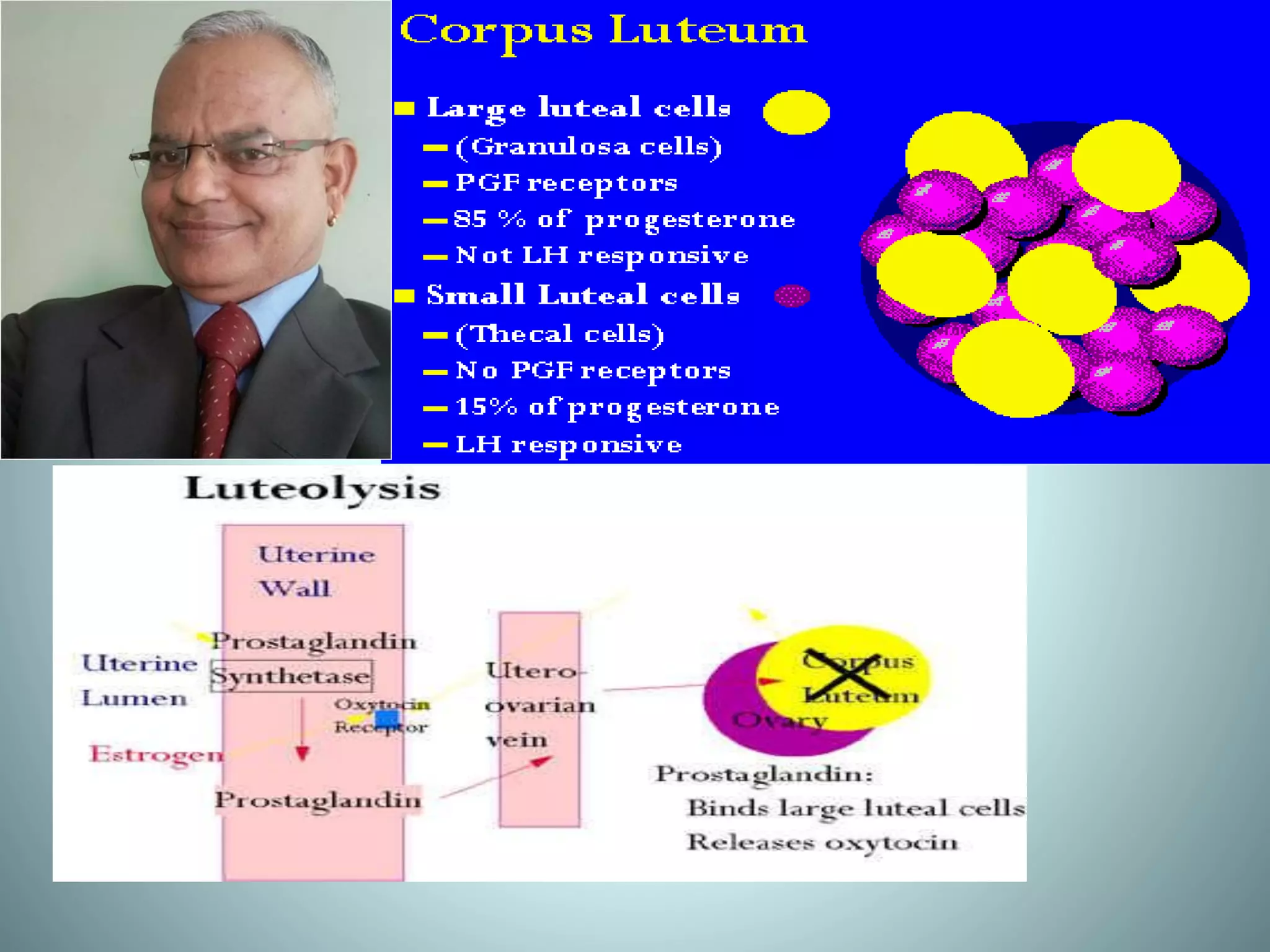 Lecture 3 estrous cycle and estrus signs in domestic animals | PDF