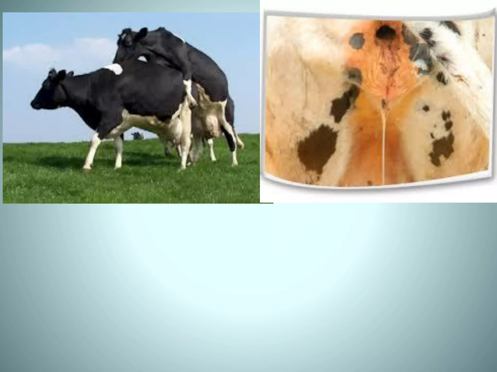 Lecture 3 estrous cycle and estrus signs in domestic animals | PDF