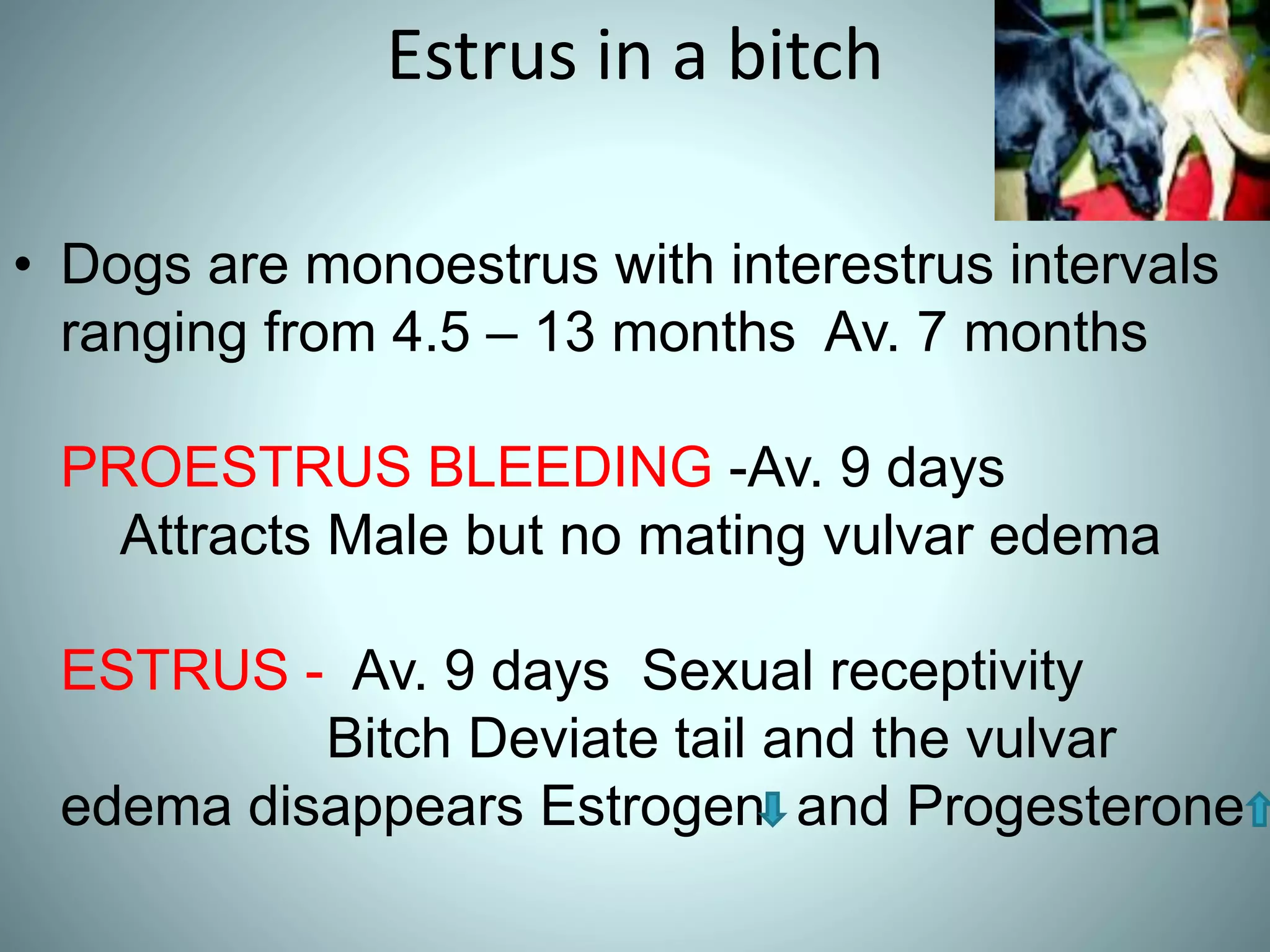Lecture 3 estrous cycle and estrus signs in domestic animals | PDF