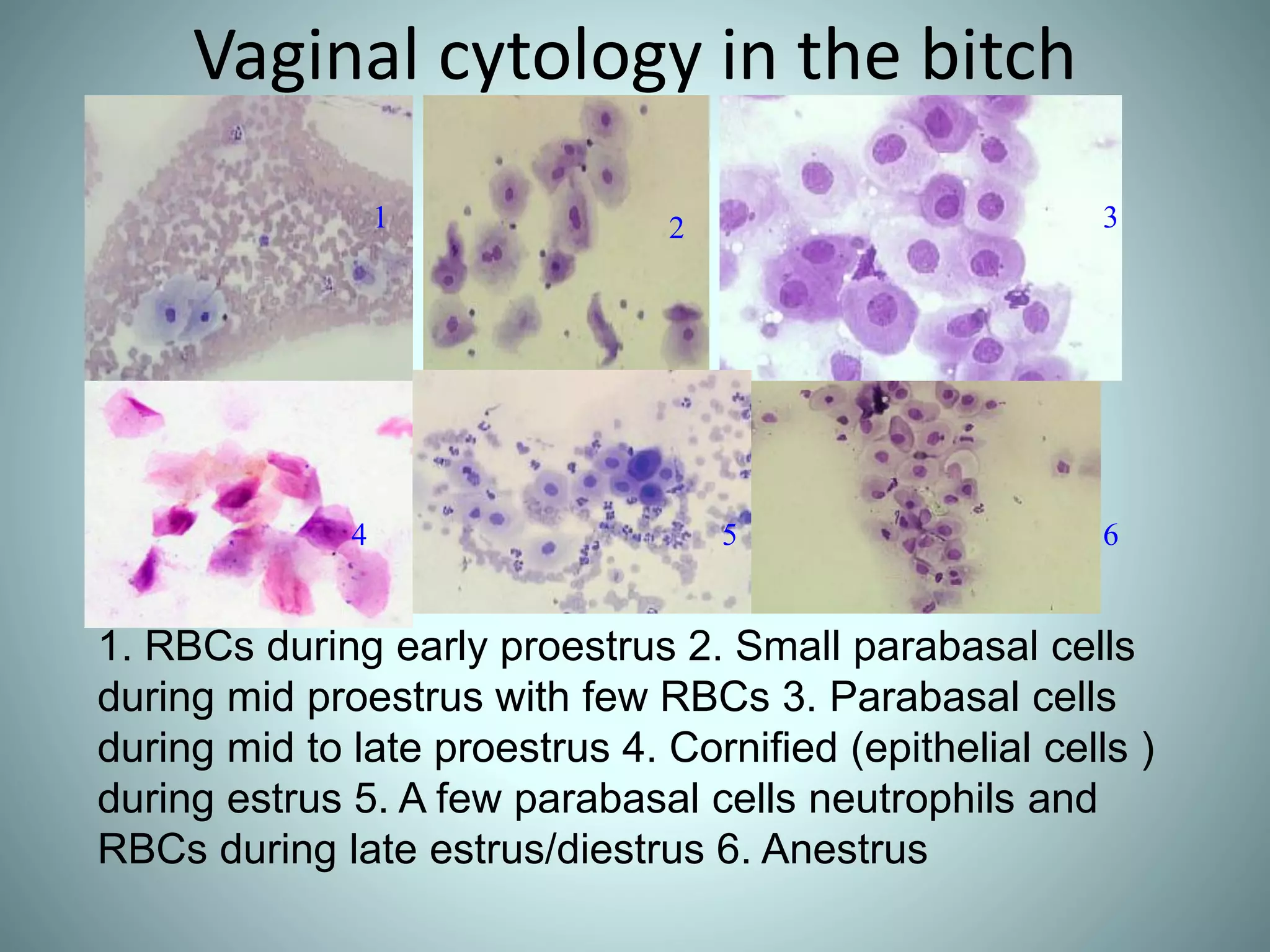 Lecture 3 estrous cycle and estrus signs in domestic animals | PDF