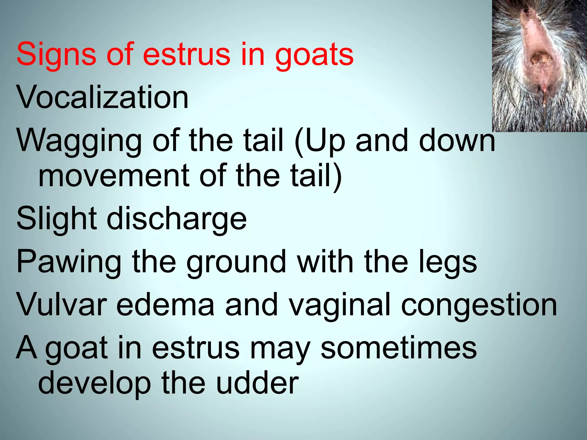 Lecture 3 estrous cycle and estrus signs in domestic animals | PDF
