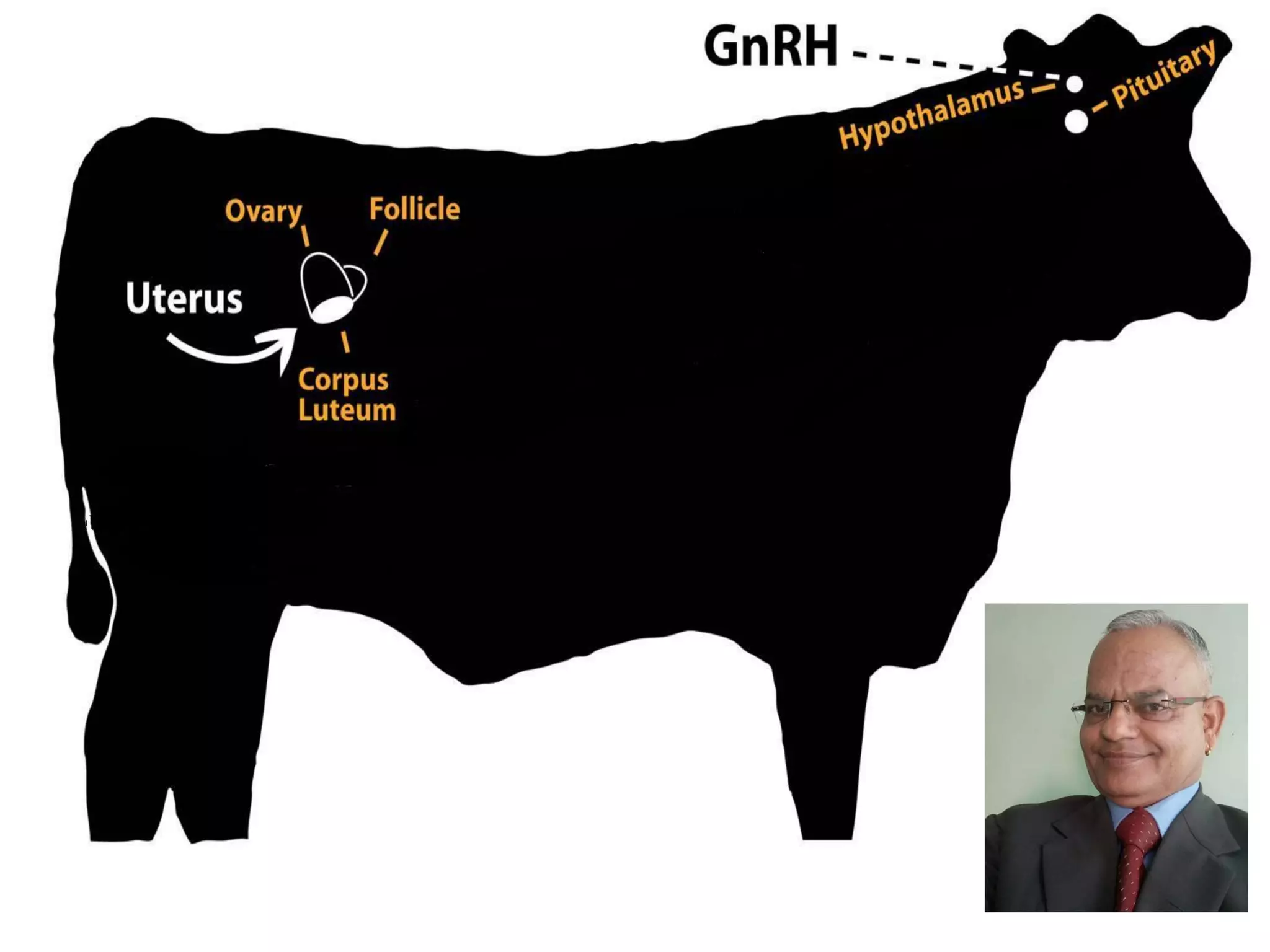 Lecture 3 estrous cycle and estrus signs in domestic animals | PDF