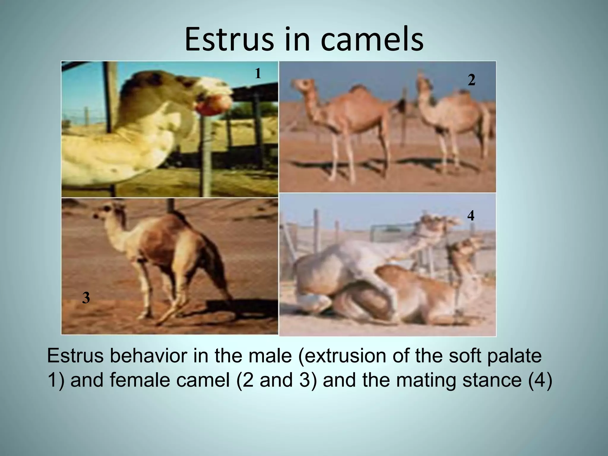 Lecture 3 estrous cycle and estrus signs in domestic animals | PDF