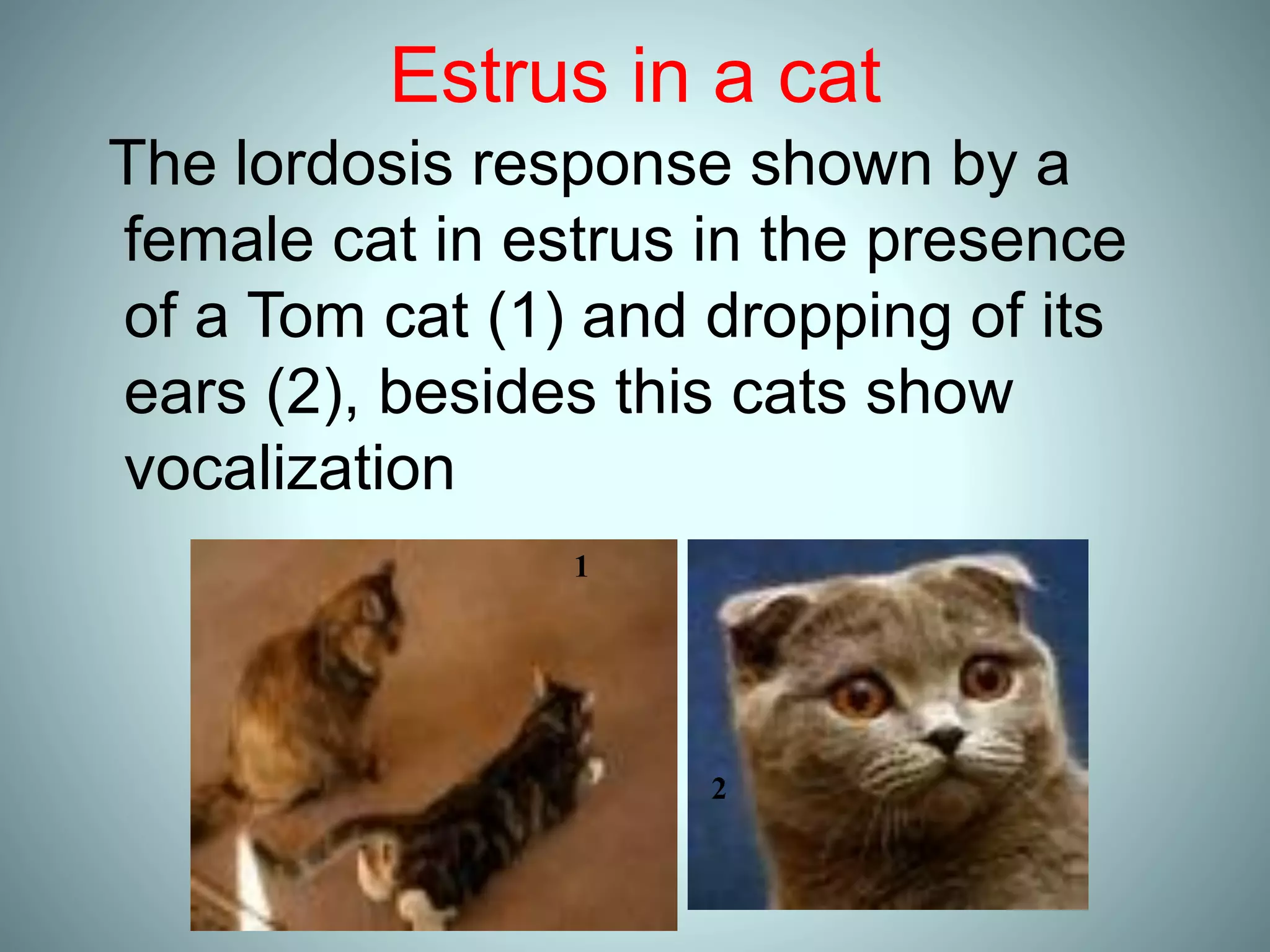 Lecture 3 estrous cycle and estrus signs in domestic animals | PDF