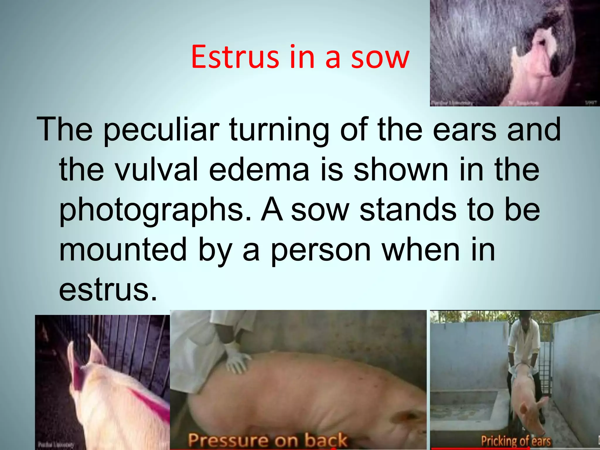 Lecture 3 estrous cycle and estrus signs in domestic animals | PDF