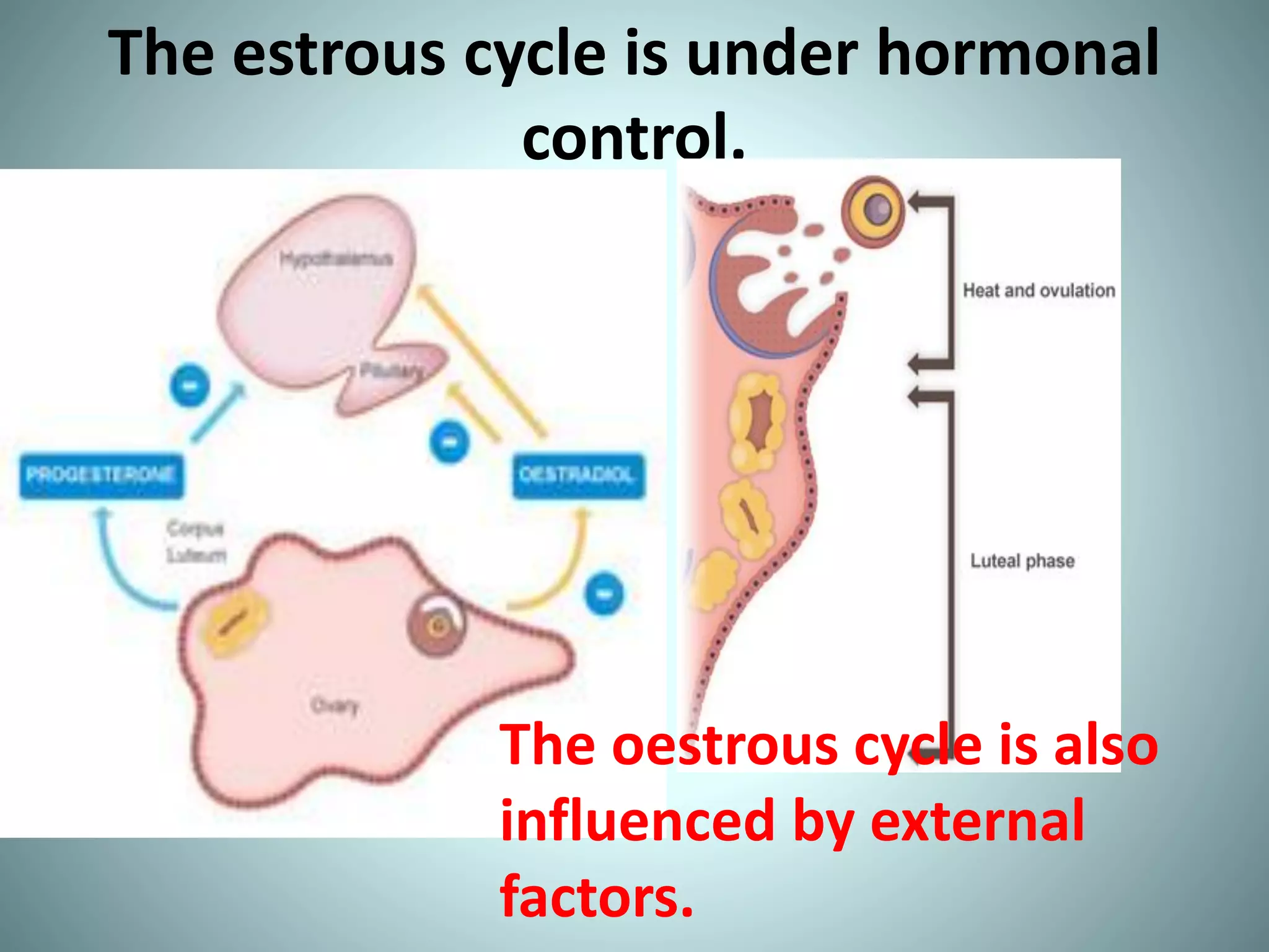 Lecture 3 estrous cycle and estrus signs in domestic animals | PDF