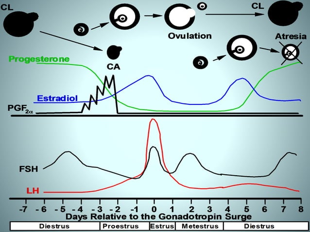 Lecture 3 estrous cycle and estrus signs in domestic animals | PDF ...