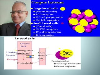 Lecture 3 estrous cycle and estrus signs in domestic animals | PDF
