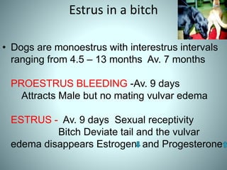 Lecture 3 estrous cycle and estrus signs in domestic animals | PDF