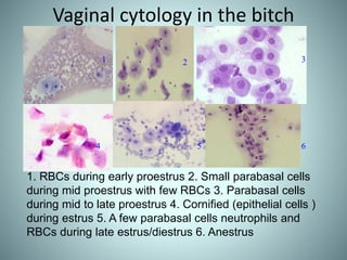 Lecture 3 estrous cycle and estrus signs in domestic animals | PDF