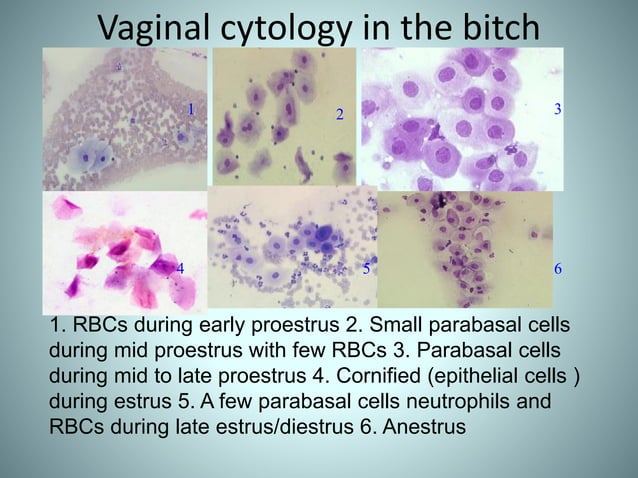 Lecture 3 estrous cycle and estrus signs in domestic animals | PDF | Pregnancy | Reproductive Health