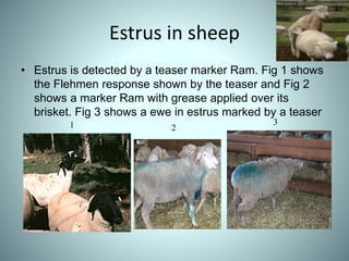Lecture 3 estrous cycle and estrus signs in domestic animals | PDF