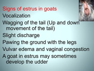 Lecture 3 estrous cycle and estrus signs in domestic animals | PDF