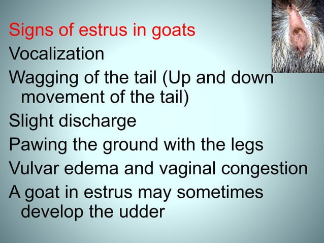 Lecture 3 estrous cycle and estrus signs in domestic animals | PDF ...