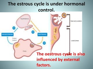 Lecture 3 estrous cycle and estrus signs in domestic animals | PDF