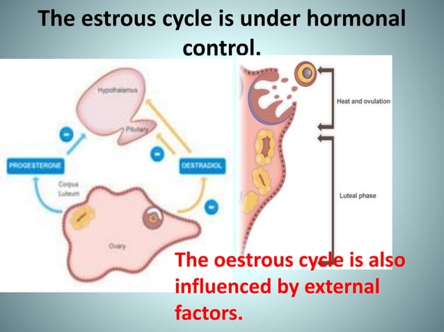 Lecture 3 estrous cycle and estrus signs in domestic animals | PDF ...