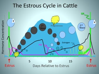 Lecture 3 estrous cycle and estrus signs in domestic animals | PDF