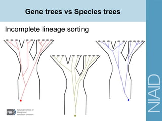 BEAST: Species phylogeny and phylogeographic analysis | PPTX
