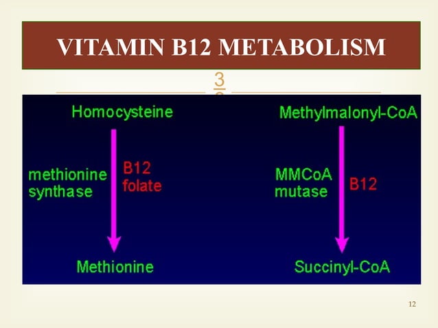 Lecture 3 Folate and B12 metabolasm and Megaloblastic anemia-1.pptx