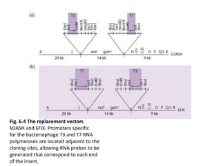 Lecture 3 gene cloning strategies | PPTX