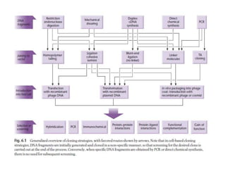Lecture 3 gene cloning strategies | PPTX