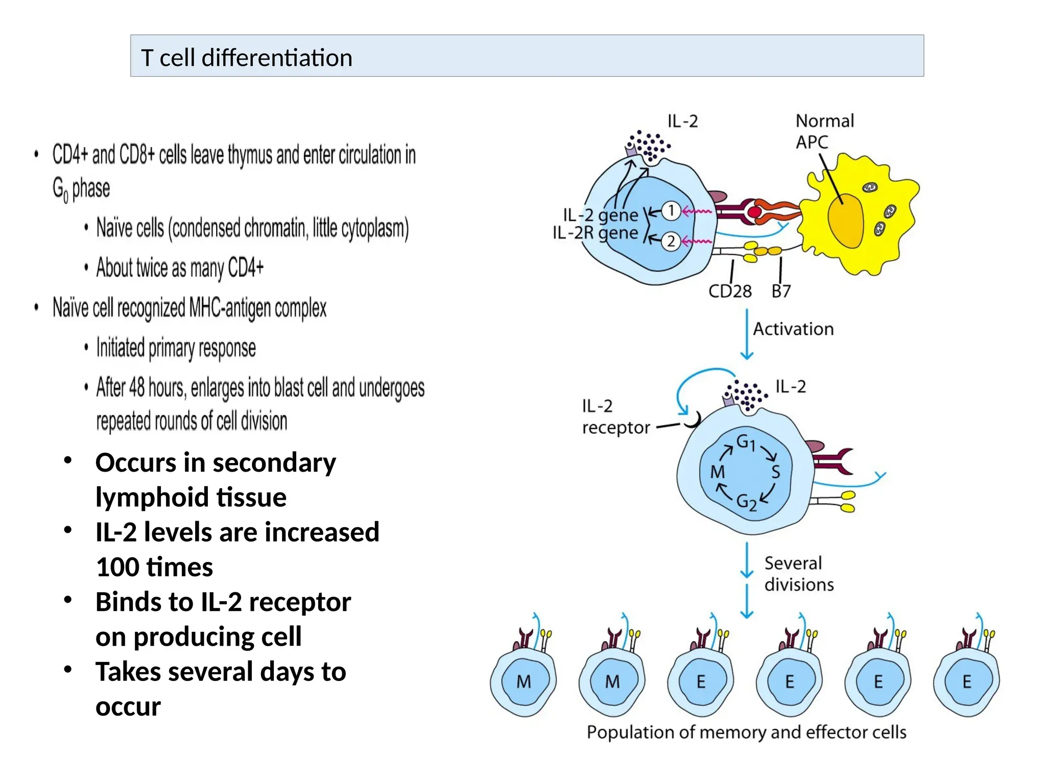 Overview of CD4+ T cell differentiation. | PPTX