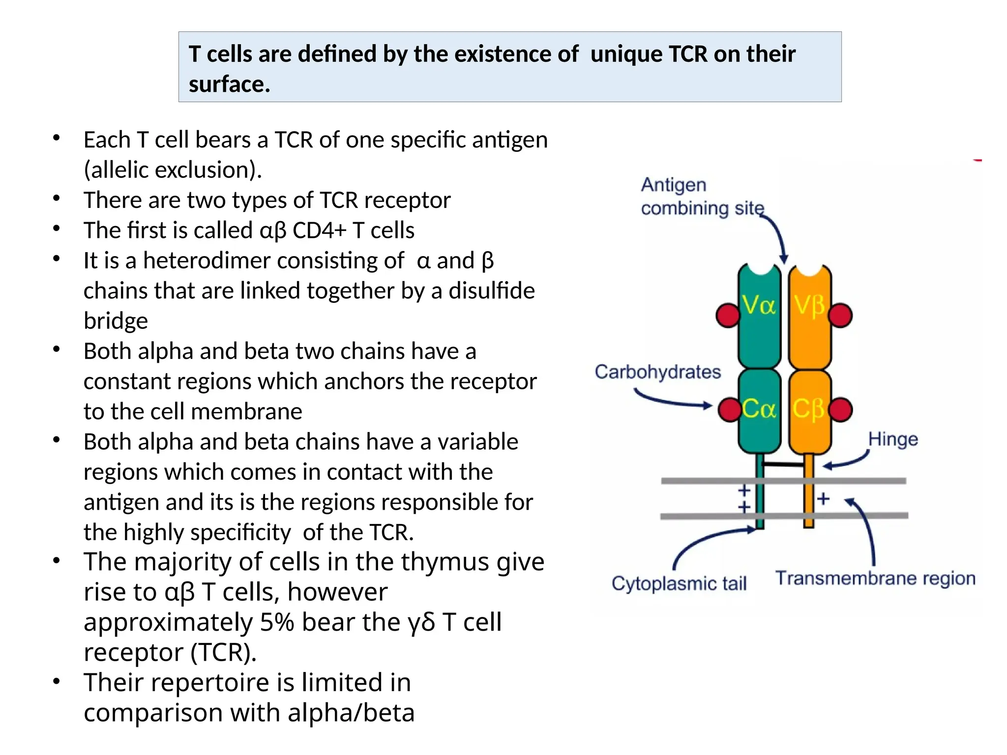 Overview of CD4+ T cell differentiation. | PPTX