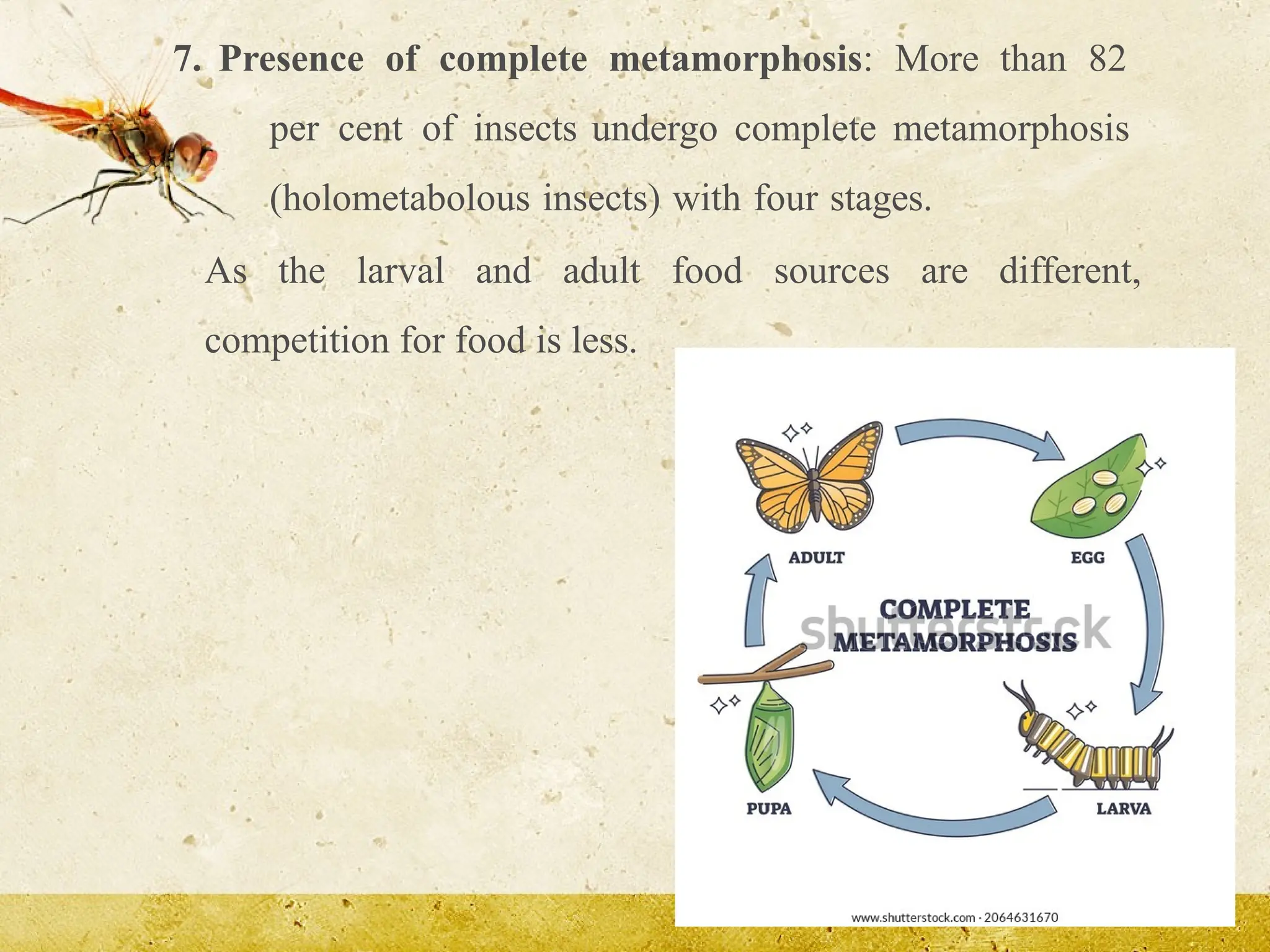 Lecture 3*"The Dominance of Insects"* .pptx