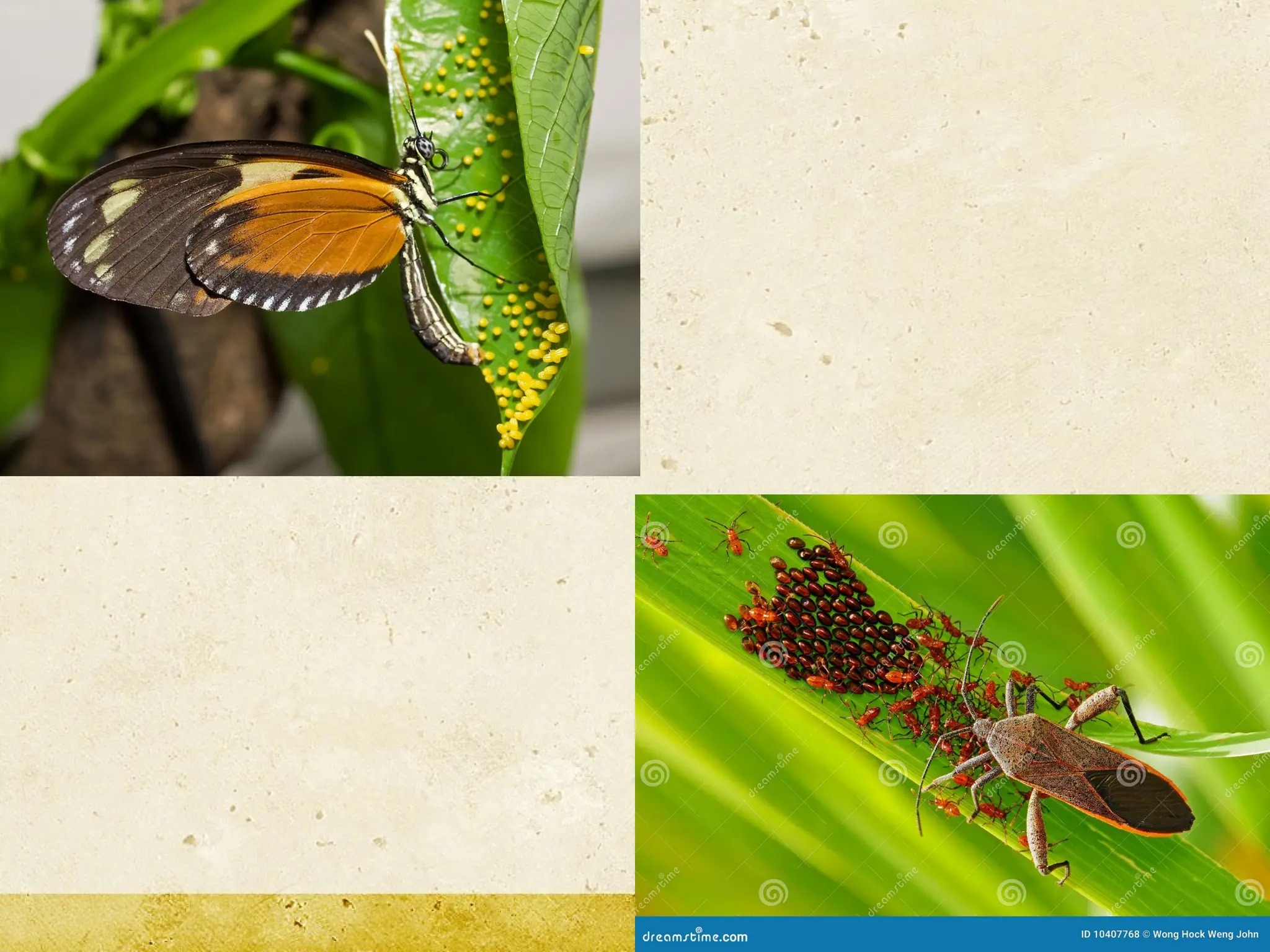 Lecture 3*"The Dominance of Insects"* .pptx