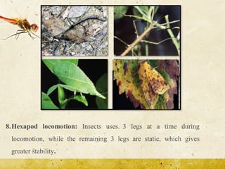 Lecture 3*"The Dominance of Insects"* .pptx