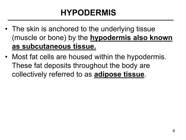 lecture 3 integument.ppt