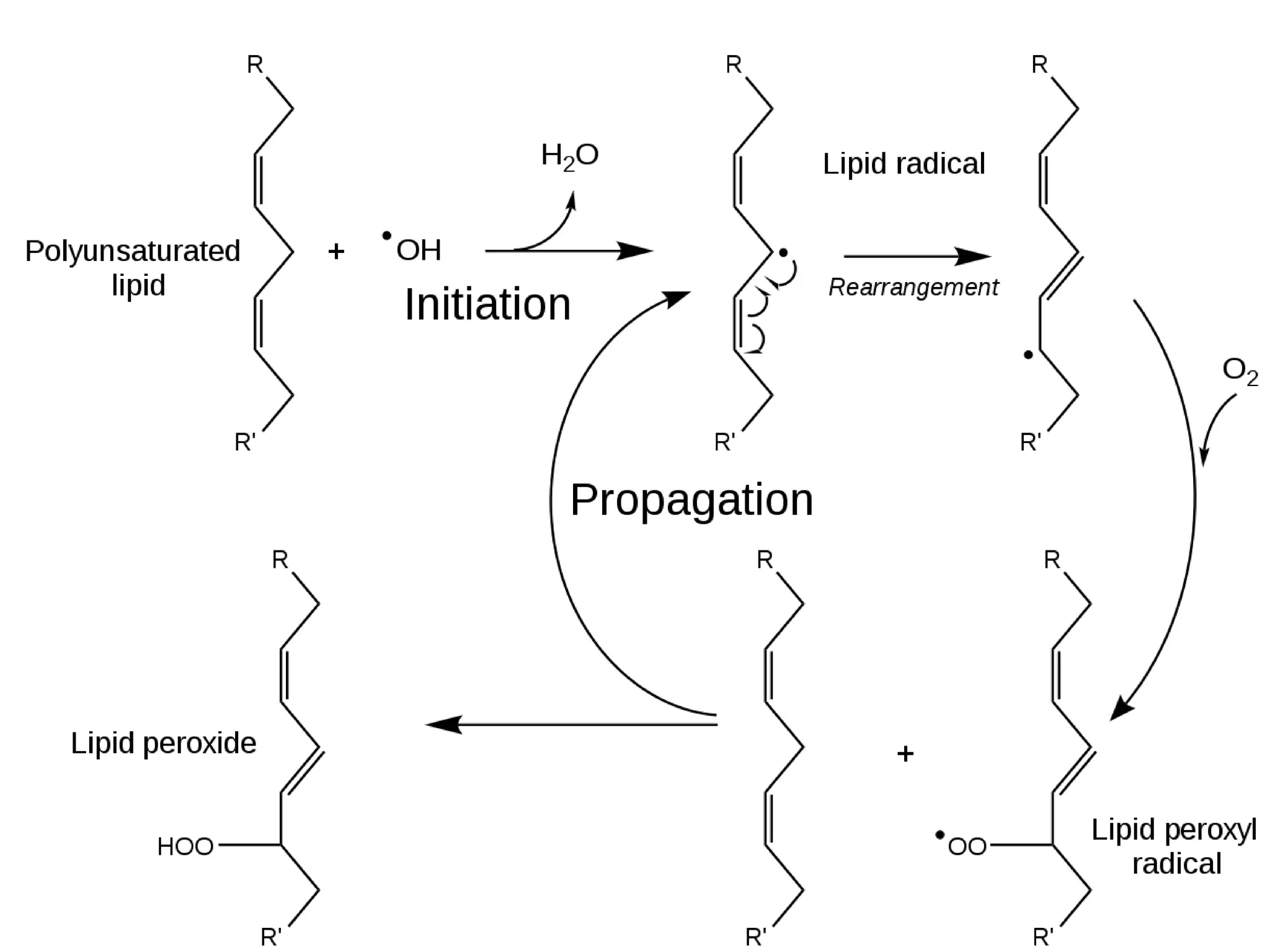 LECTURE 3 Lipid peroxidation.pdf