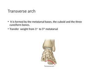 lecture#3 lower limb Orthoses.pptx kmu ipmr | PPTX