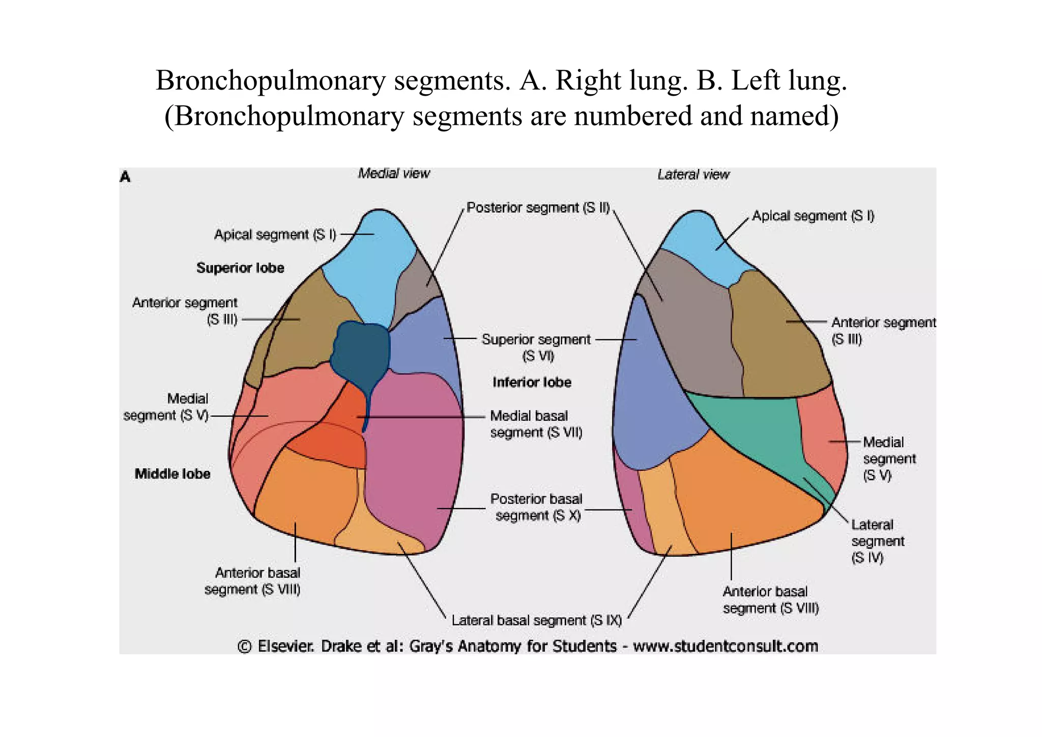Lecture 3 lungs & pleura | PDF